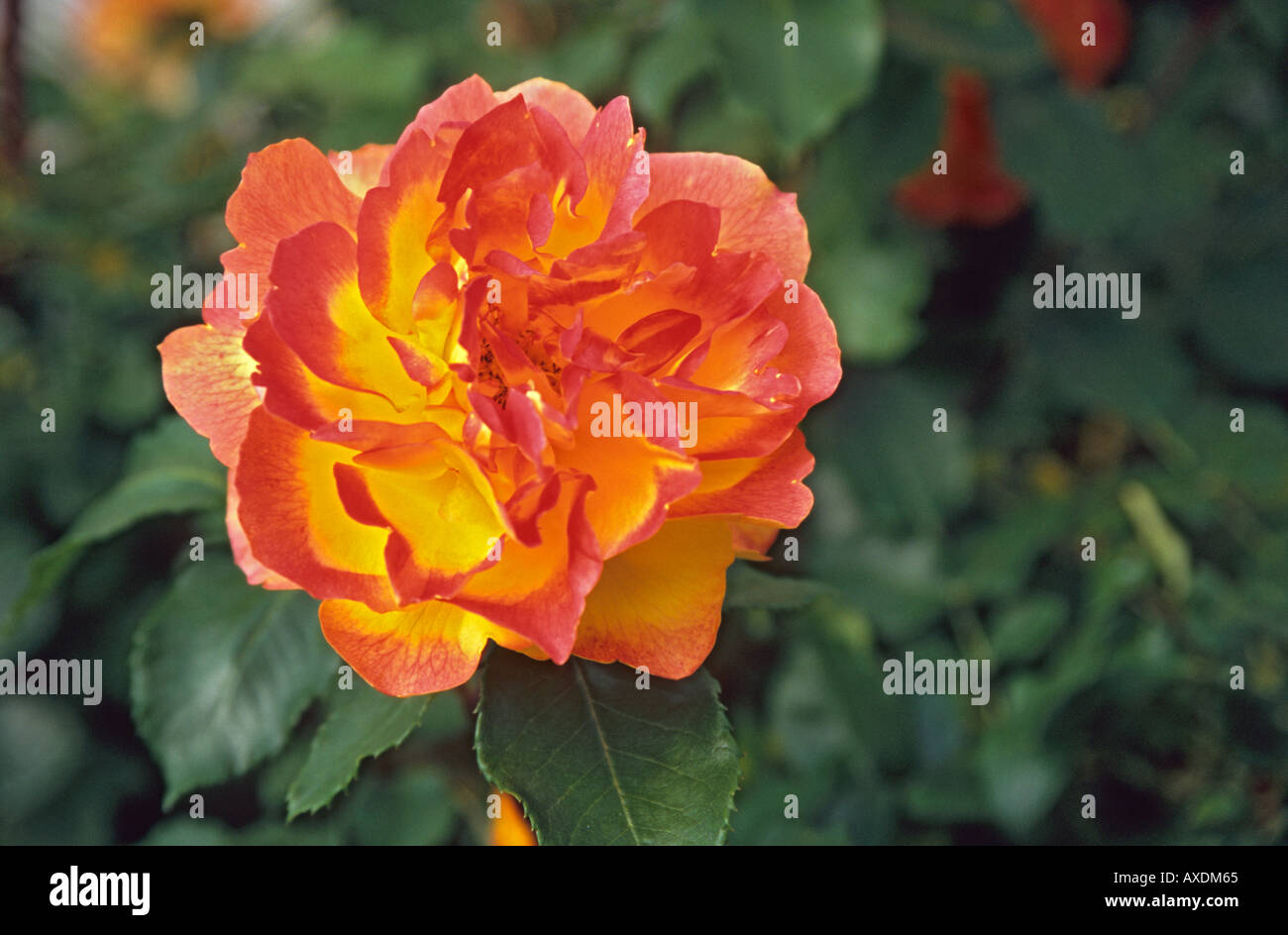 Shades of orange rose hi-res stock photography and images - Alamy