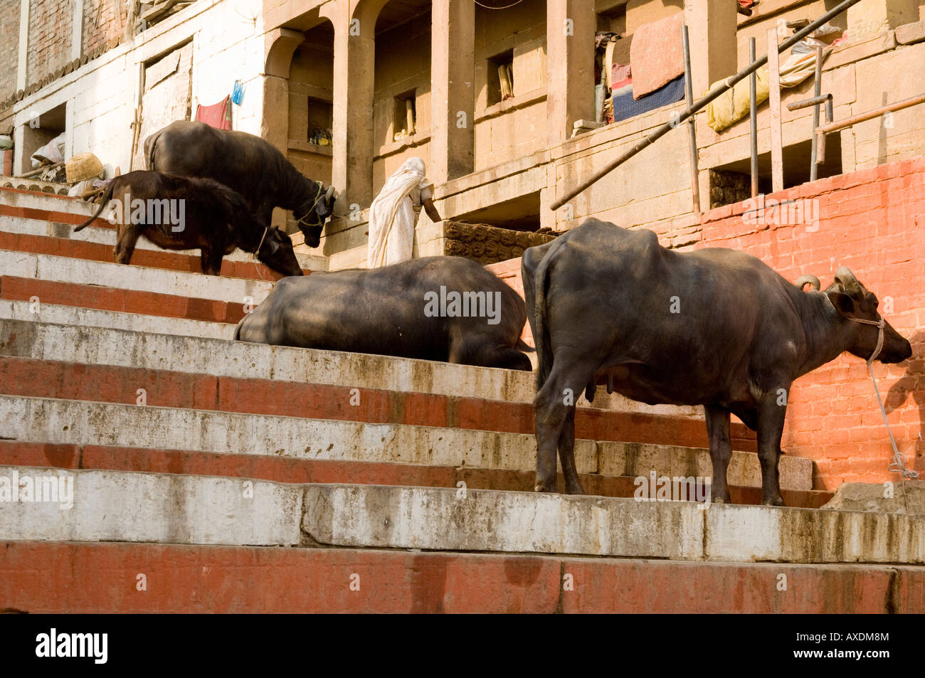 Varanasi benares ghats steps hi-res stock photography and images - Alamy