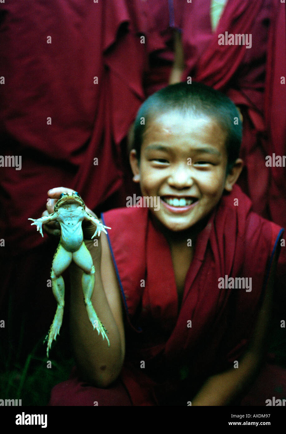 young monk playing with bullfrog Stock Photo - Alamy