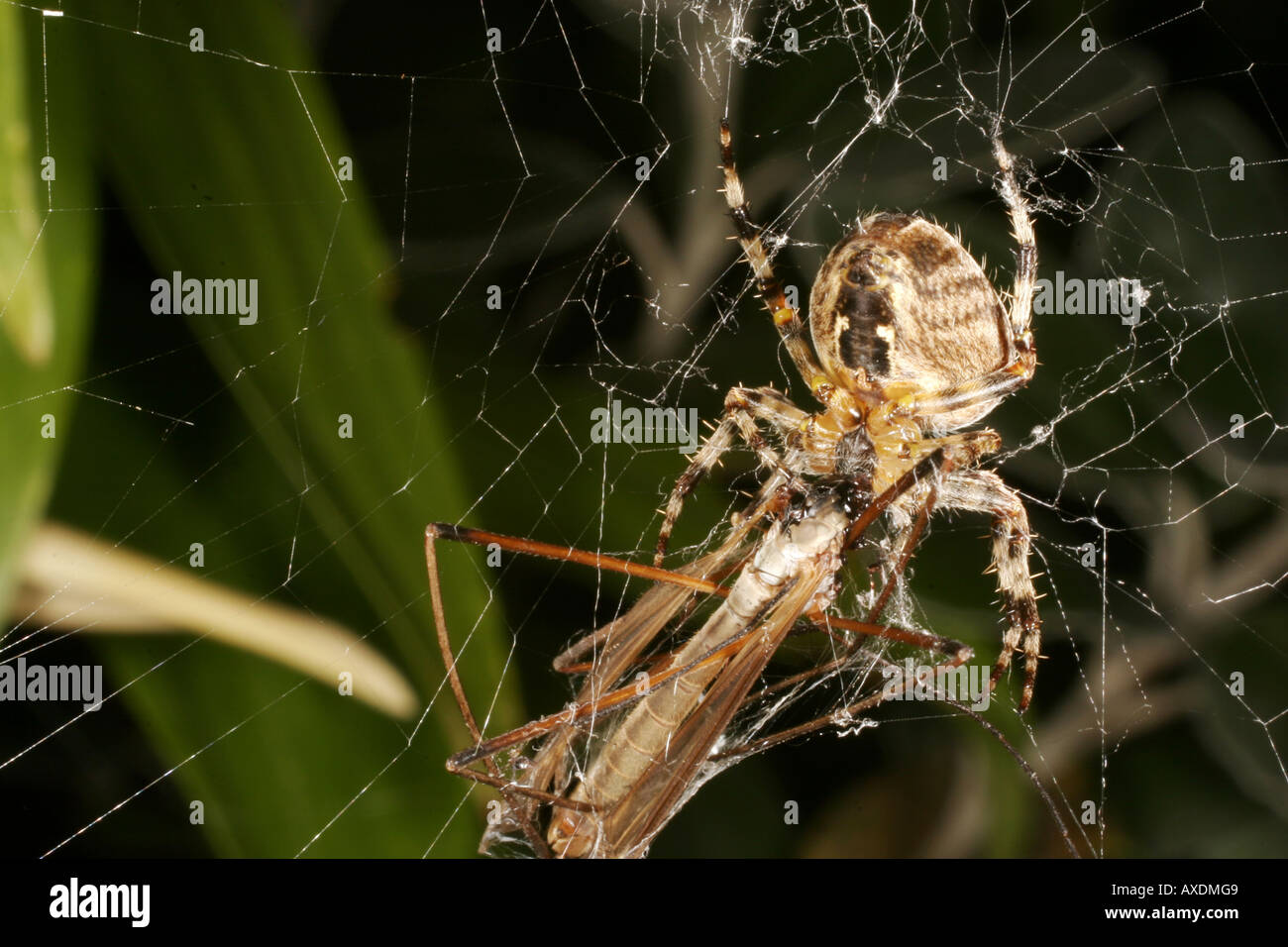 Spider crane hi-res stock photography and images - Alamy