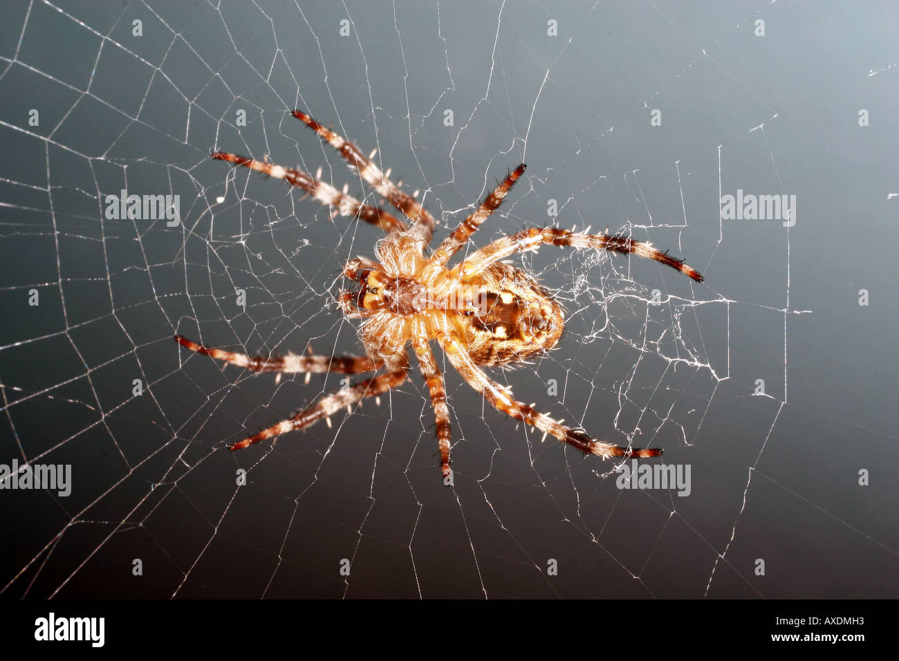 Tiny spiders in webs hi-res stock photography and images - Alamy