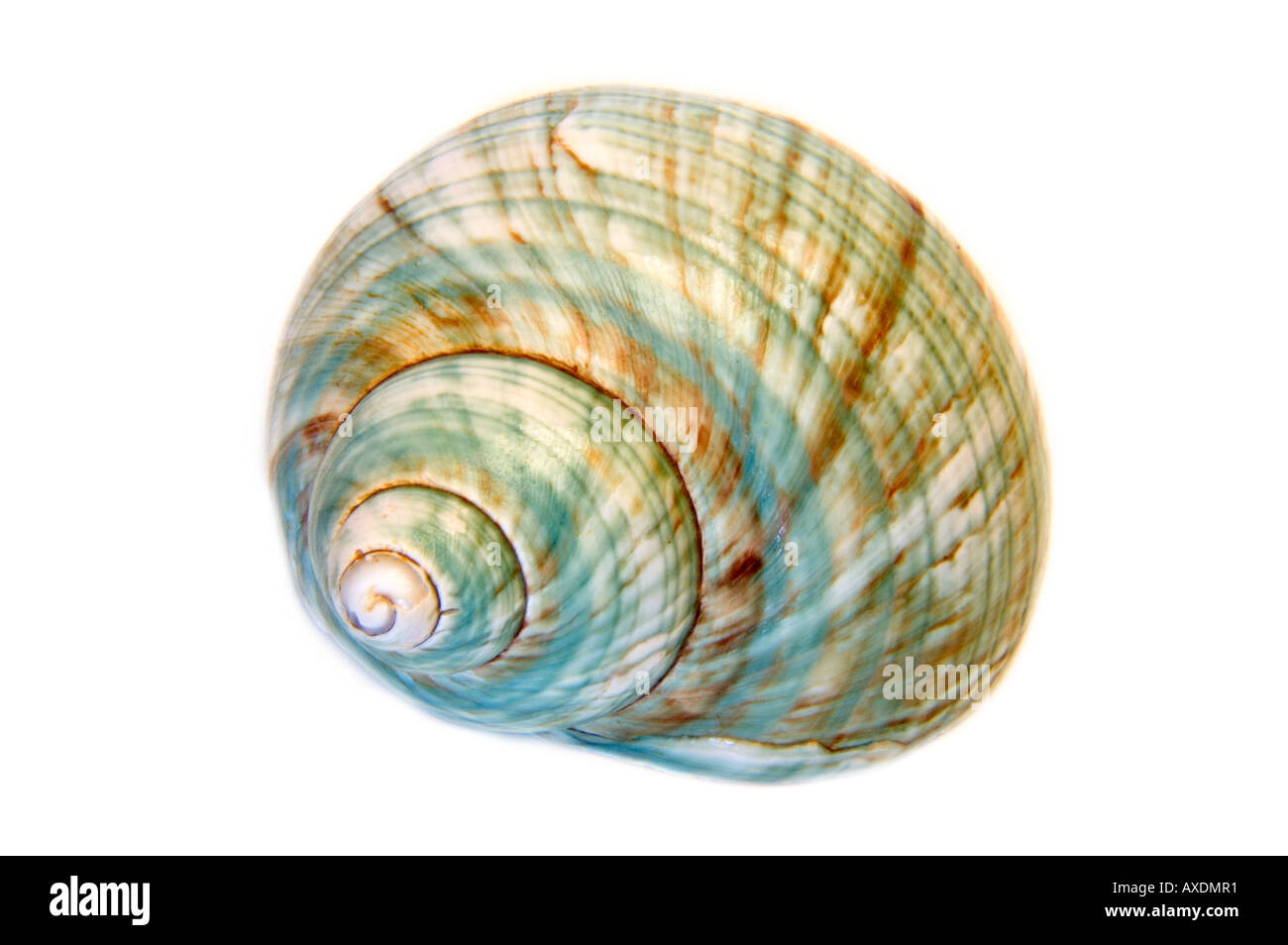 shell in a white background Stock Photo - Alamy