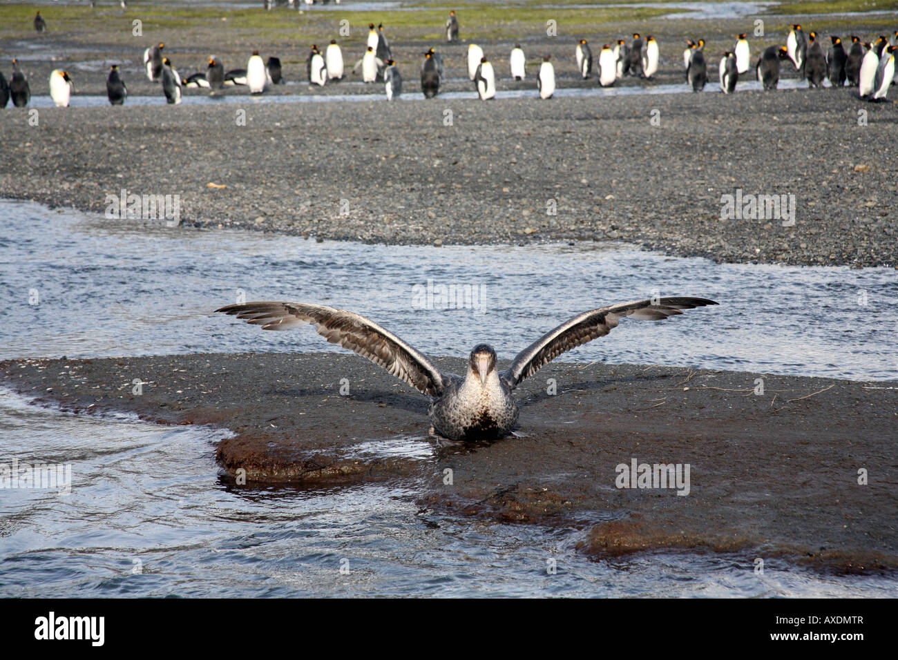 Scavenging petrel eating fur seal carcass Stock Photo - Alamy