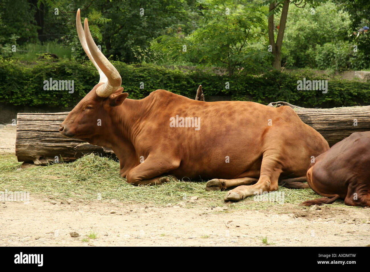 Watussi Rind Stock Photos & Watussi Rind Stock Images - Alamy