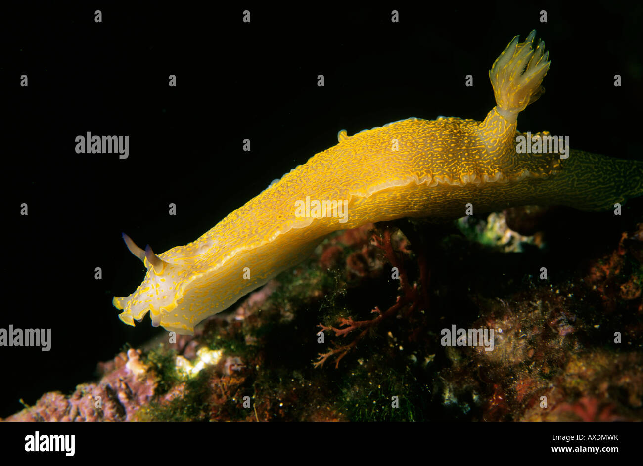 Giant Sea Slug Swimming