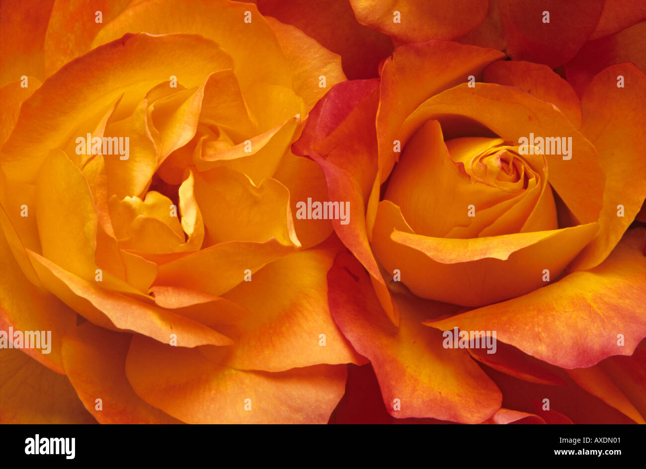 Shades of orange rose hi-res stock photography and images - Alamy