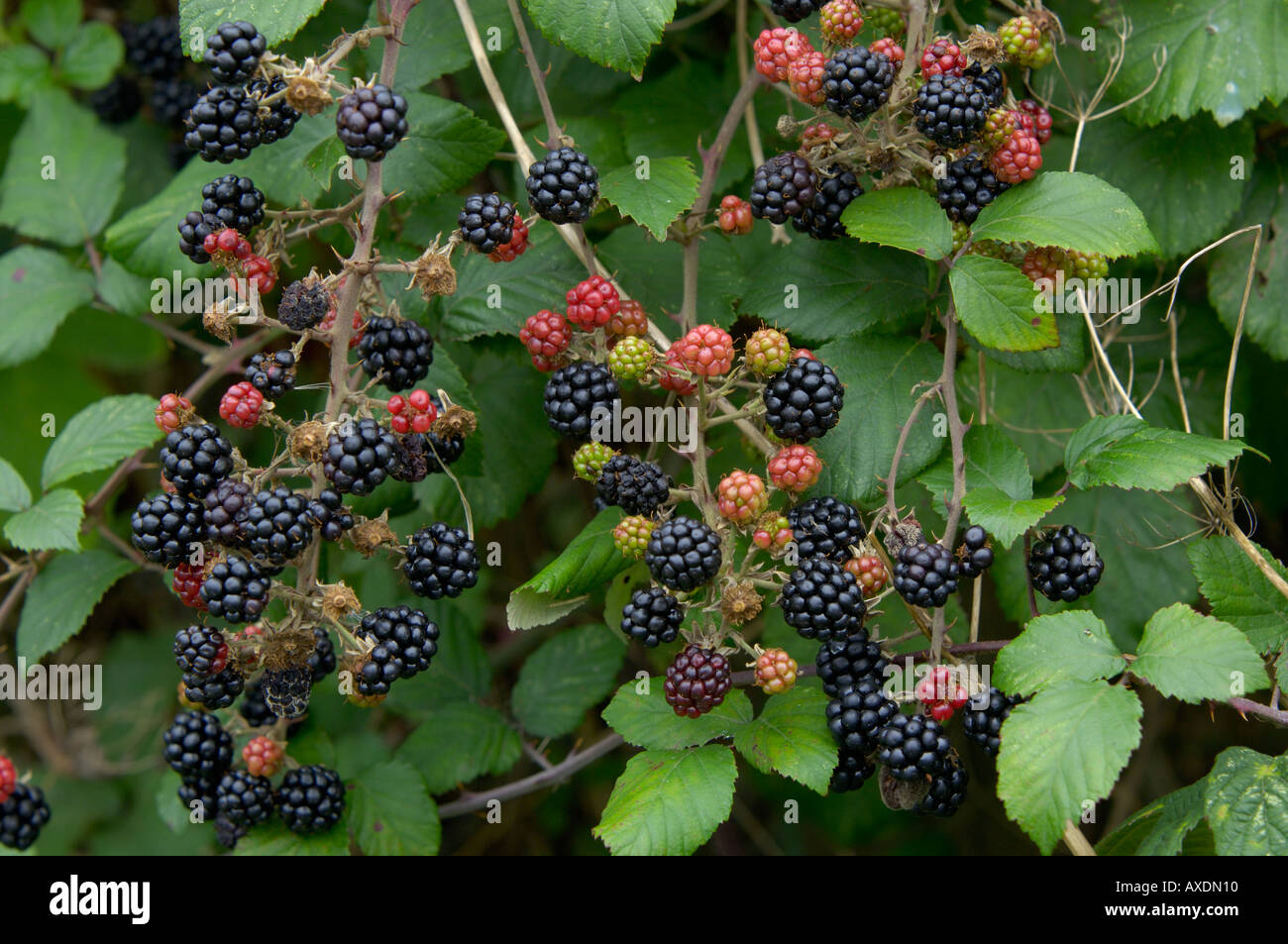 Blackberry Rubus fruticosus Stock Photo - Alamy