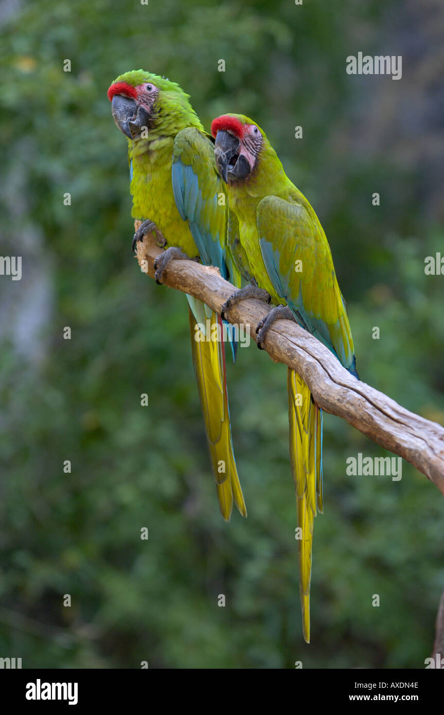 Buffon's Macaw (Great Green Macaw) Ara ambiguus Stock Photo - Alamy