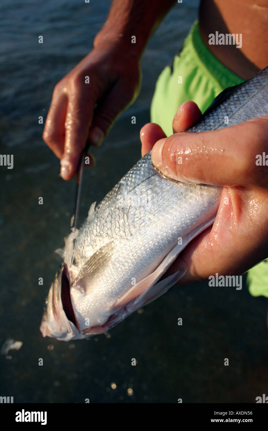 Seafood knives in the sand hi-res stock photography and images - Alamy