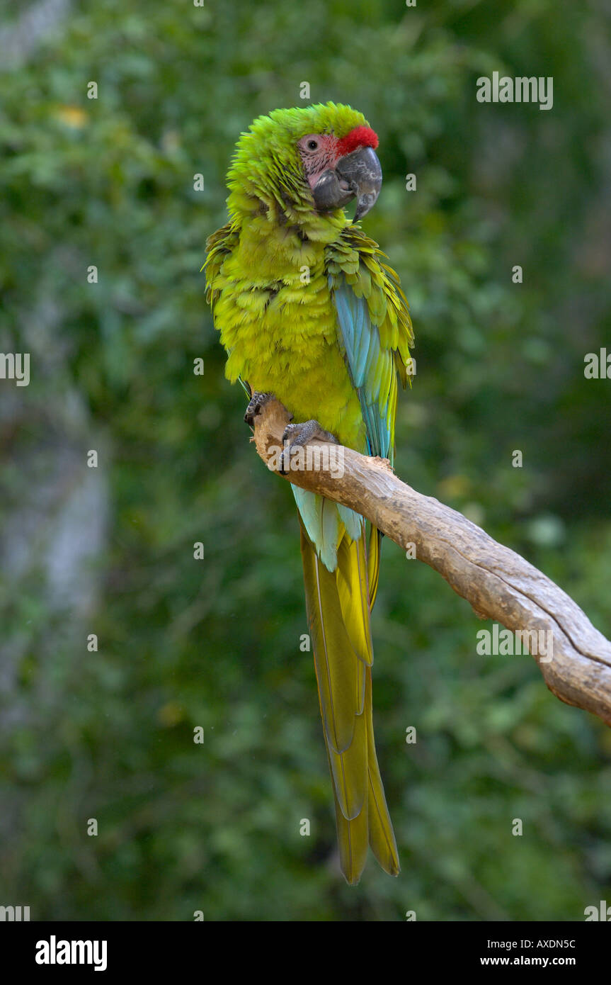 Buffon's Macaw (Great Green Macaw) Ara ambiguus Stock Photo - Alamy