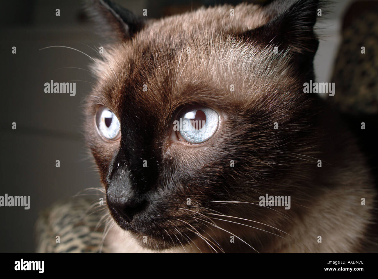 Contemporary siamese hi-res stock photography and images - Alamy