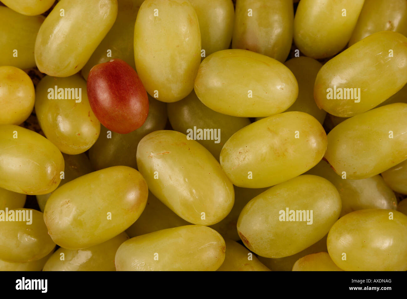 One red grape amongst green grapes Stock Photo - Alamy