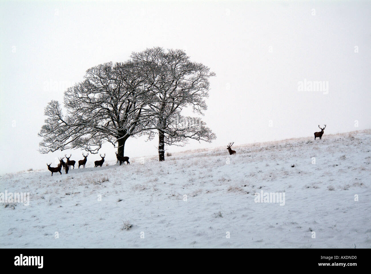 Bleak overcast snow scape herd of deer antler stag View over moorland ...