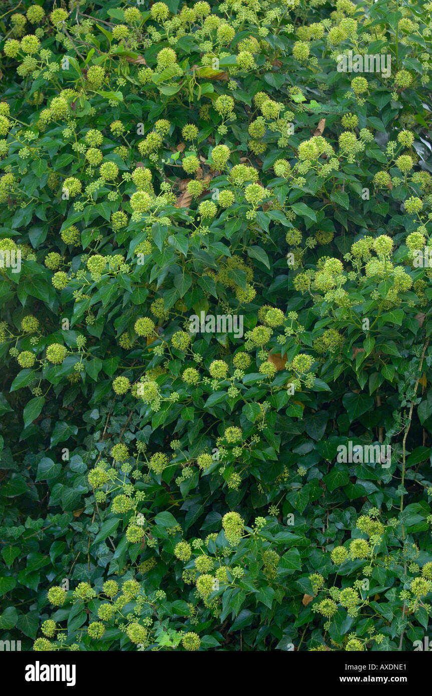 Common Ivy Hedera helix In flower Photographed in England Stock Photo ...