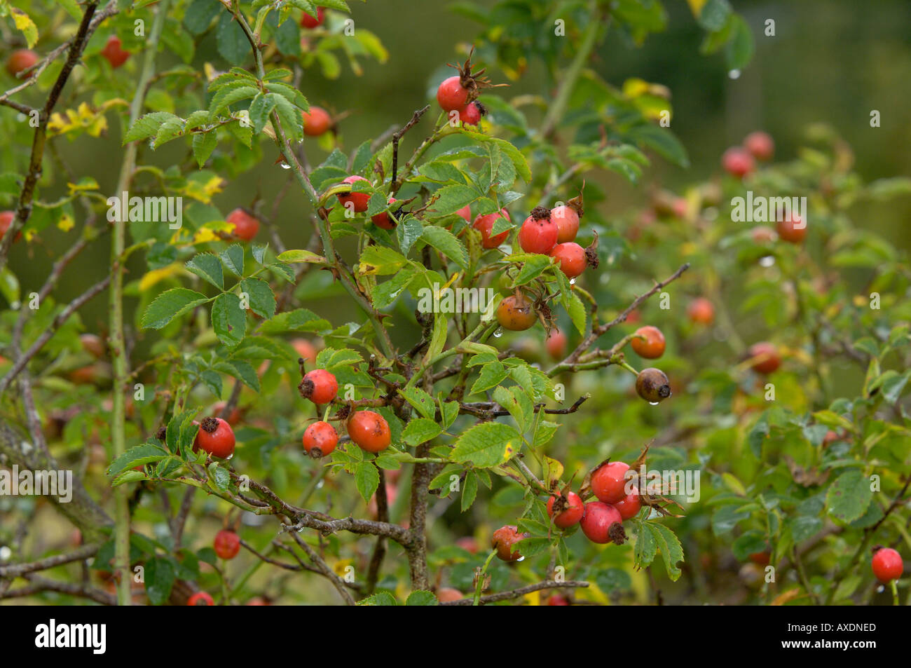 Dog Rose Rosa canina berries Stock Photo - Alamy