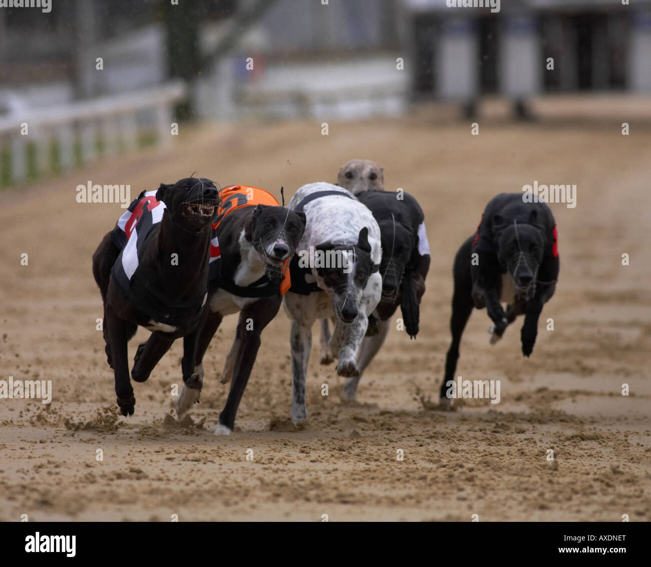 Greyhound racing at Oxford Stock Photo - Alamy