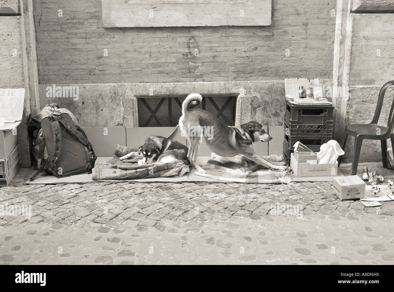 Rome Street dog Stock Photo - Alamy