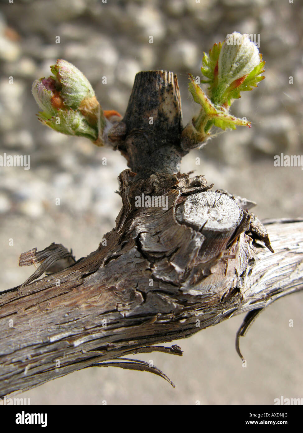 young sprout vine Chardonnay vertical Stock Photo - Alamy