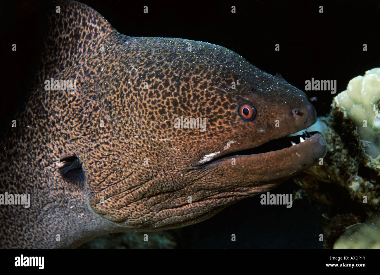 Head of a brown Giant Moray (Gymnothorax javanicus) eel swimming in the ...