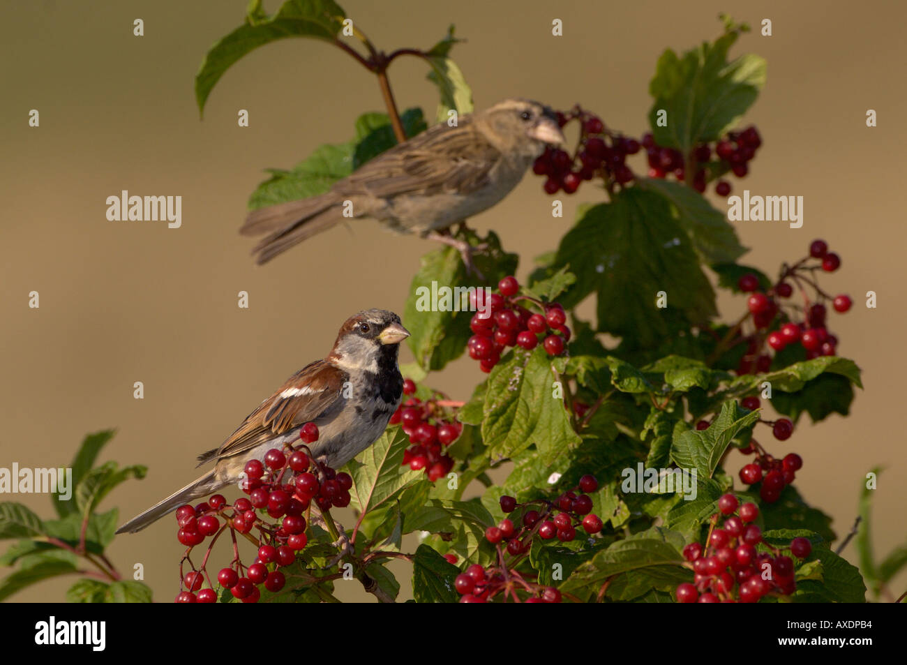 Moineau domestique hi-res stock photography and images - Alamy
