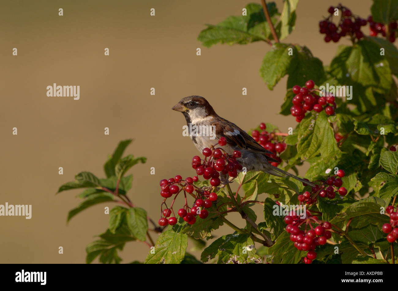 Moineau hi-res stock photography and images - Alamy