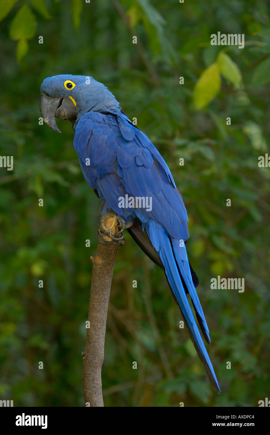 Hyacinth Macaw Anodorhynchus hyacinthinus Stock Photo - Alamy