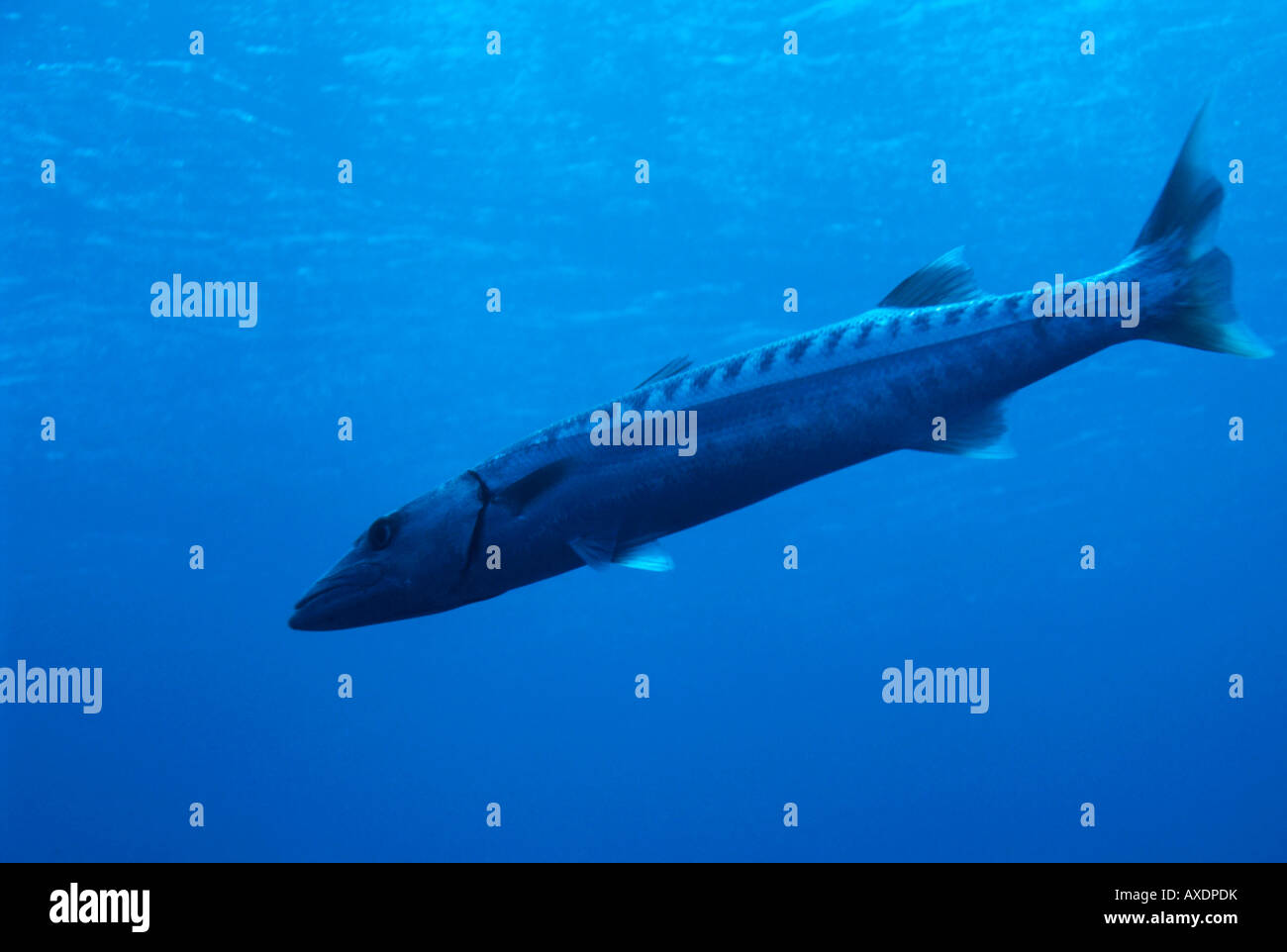 Barracudas swimming in red sea hi-res stock photography and images - Alamy