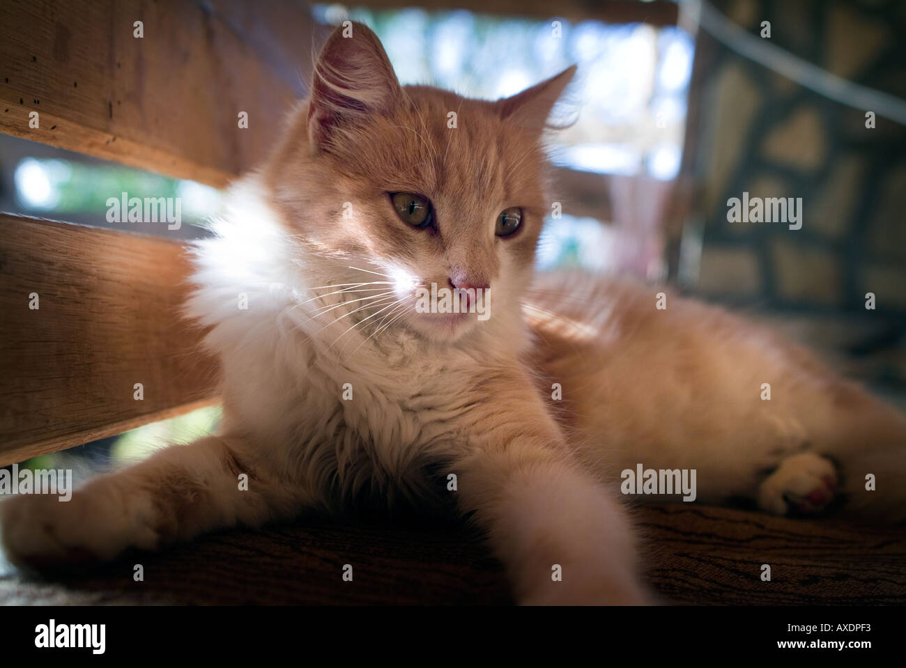 Lounging cat hi-res stock photography and images - Alamy