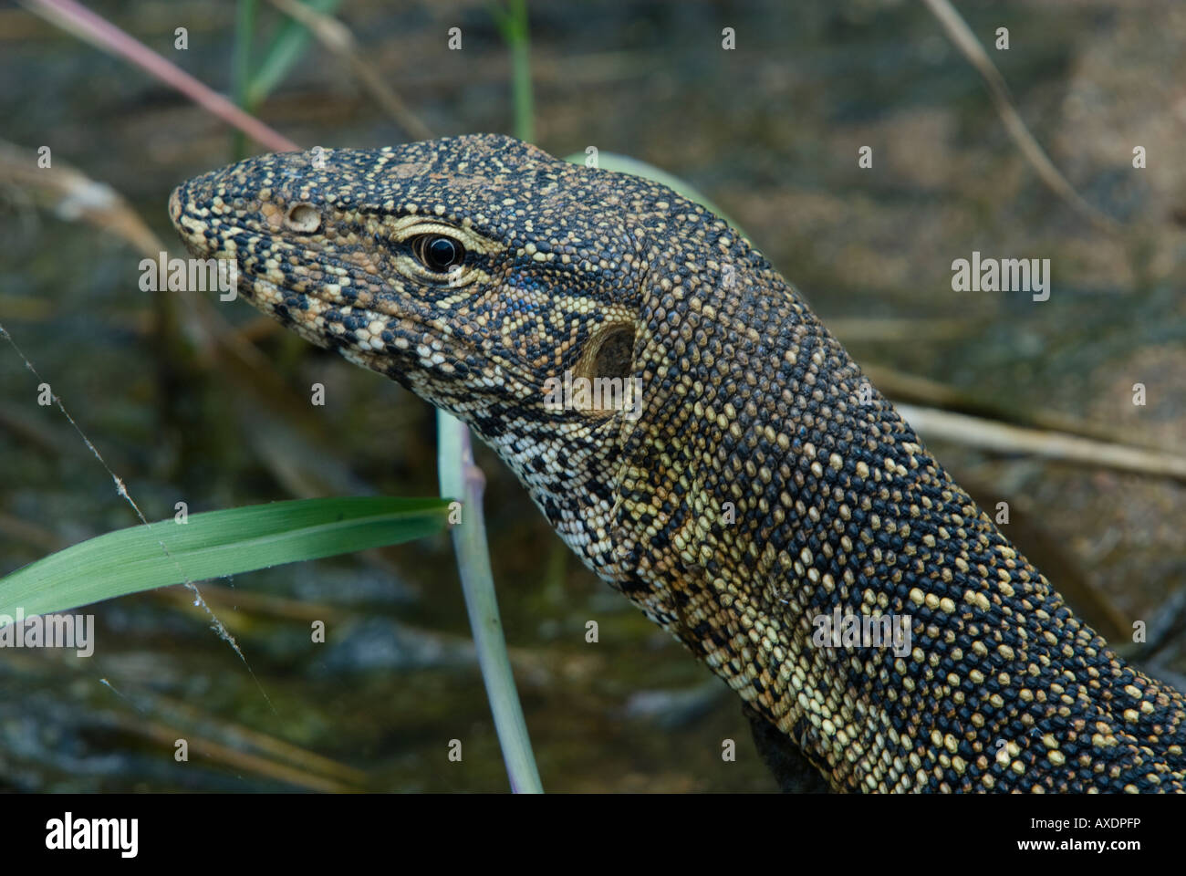 A close-up of the head of a water monitor lizard Stock Photo - Alamy