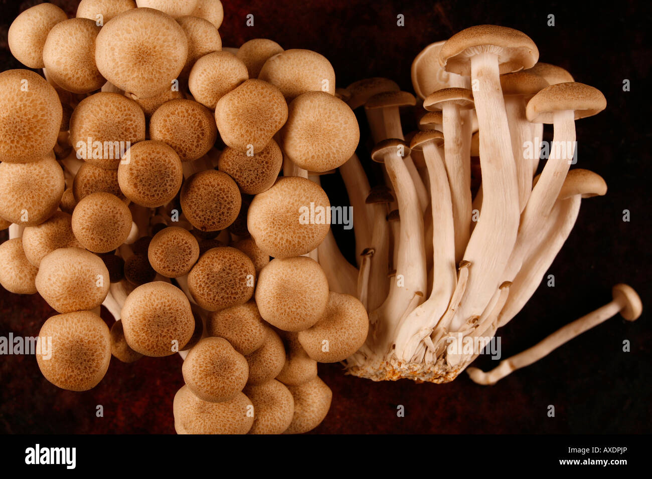 Beech bunch hi-res stock photography and images - Alamy