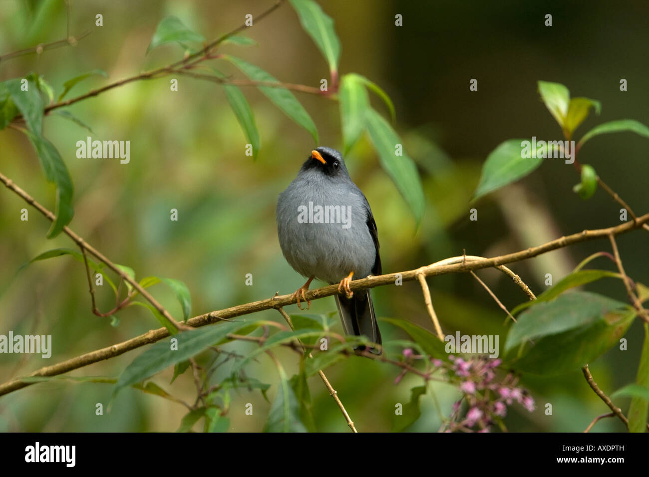 Black-faced Solitaire Myadestes melanops perched in tree Stock Photo ...