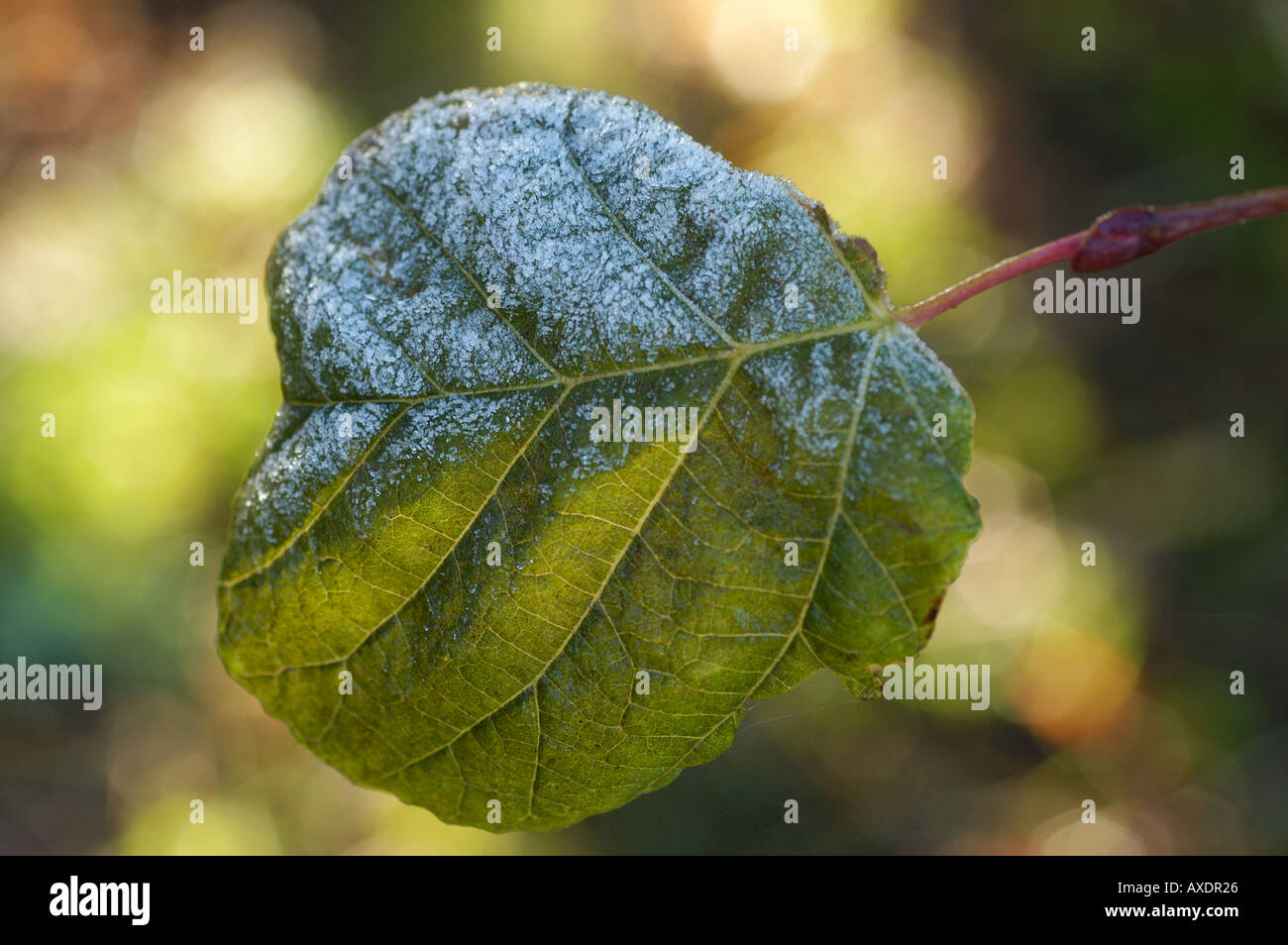 Frosted leaf hi-res stock photography and images - Alamy
