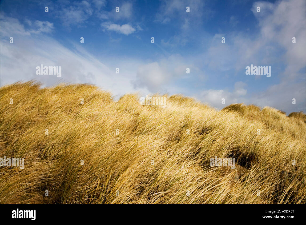 Sandscale haws national nature reserve hi-res stock photography and ...
