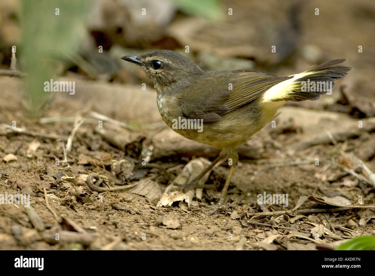 Fulvicauda hi-res stock photography and images - Alamy