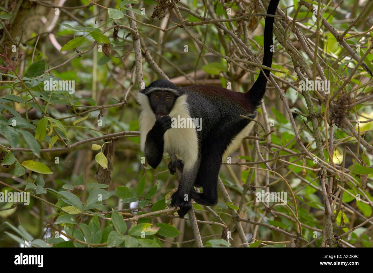 Diana Monkey Cercopithecus diana Stock Photo - Alamy