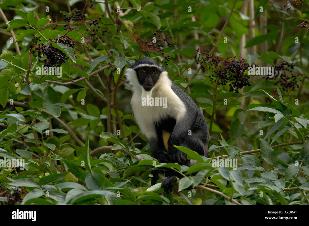 Diana Monkey Cercopithecus diana Stock Photo - Alamy