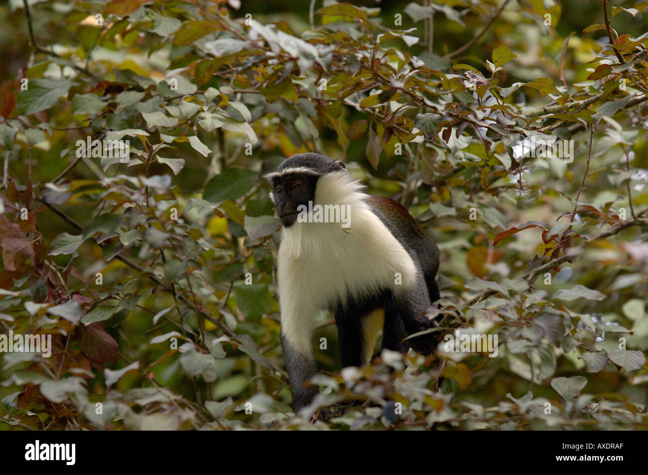 Diana Monkey Cercopithecus diana Stock Photo - Alamy