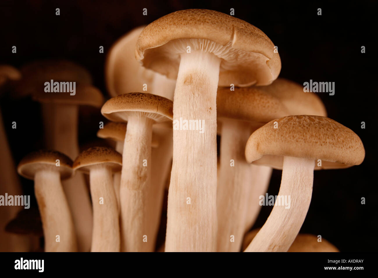 Bunch of brown beech mushrooms Stock Photo - Alamy