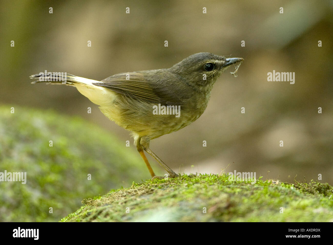 Buff-rumped Warbler Basileuterus fulvicauda Stock Photo - Alamy