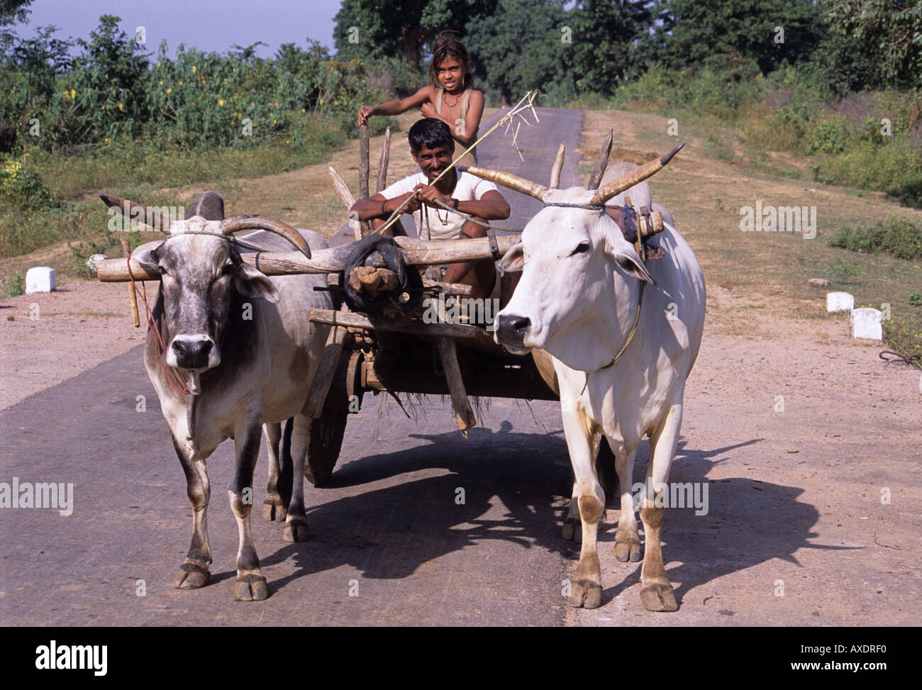 Ox drawn cart on country road hi-res stock photography and images - Alamy