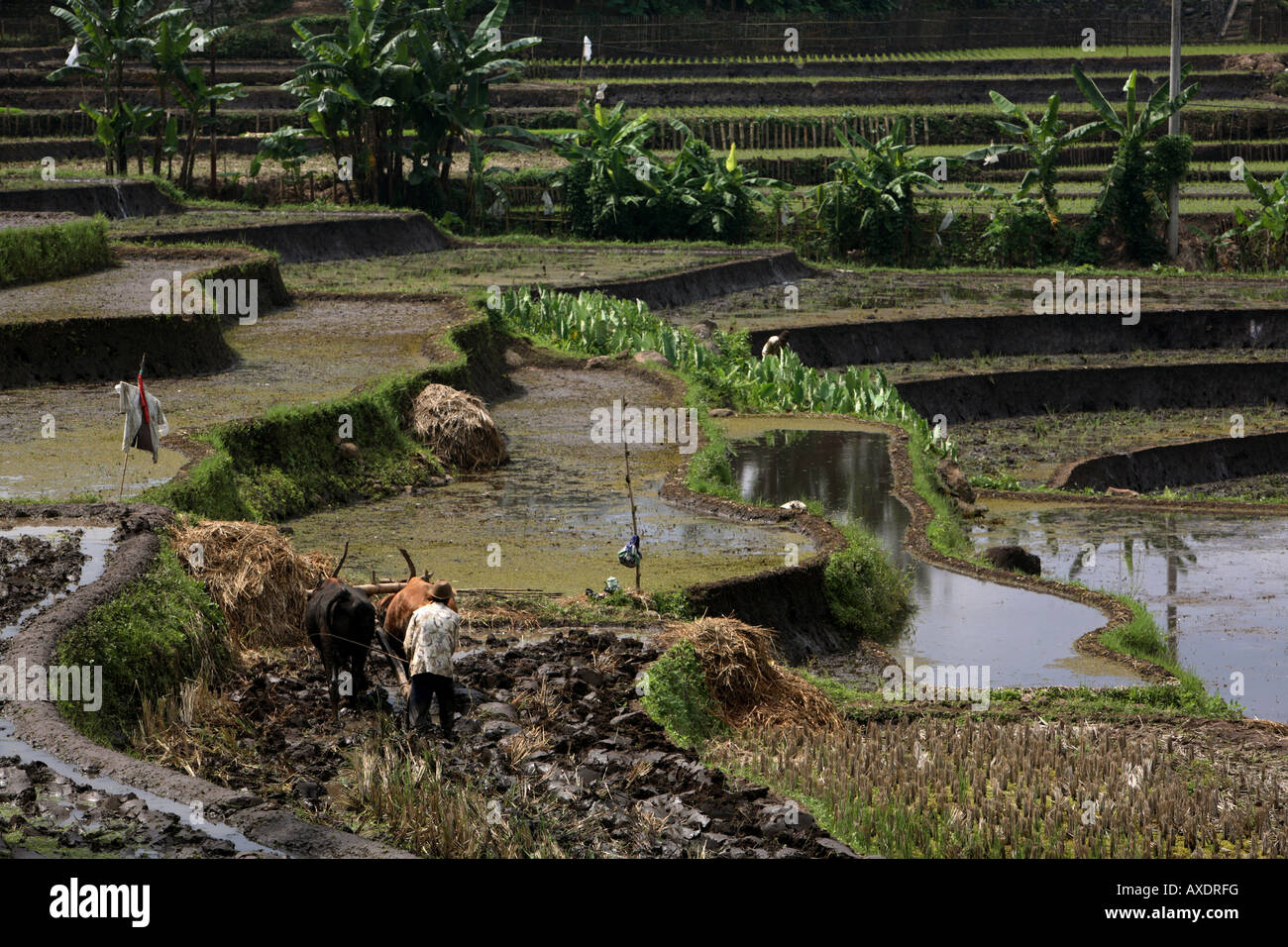 Java indonesia rice paddies hi-res stock photography and images - Alamy