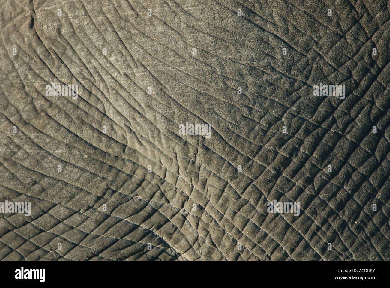 A close view of an African elephant's skin Stock Photo - Alamy