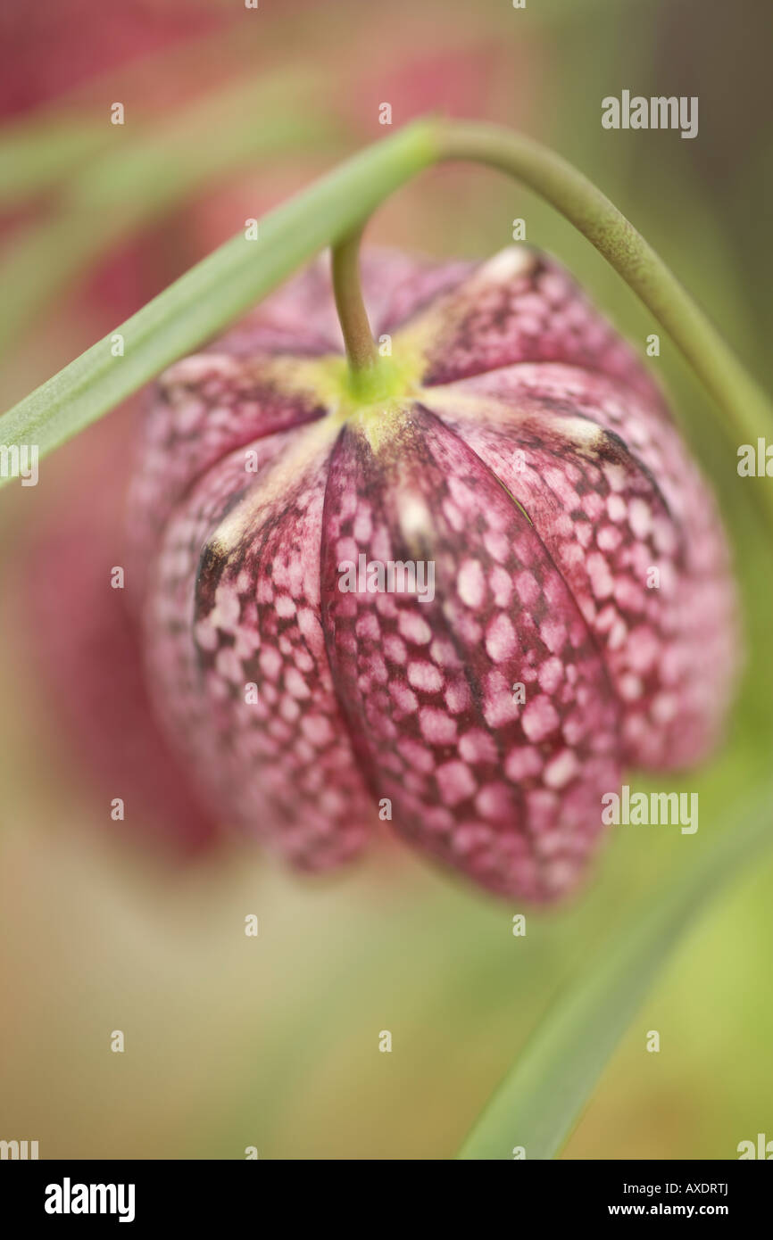 Spring flower close up photograph of the flower the checkered head of a ...