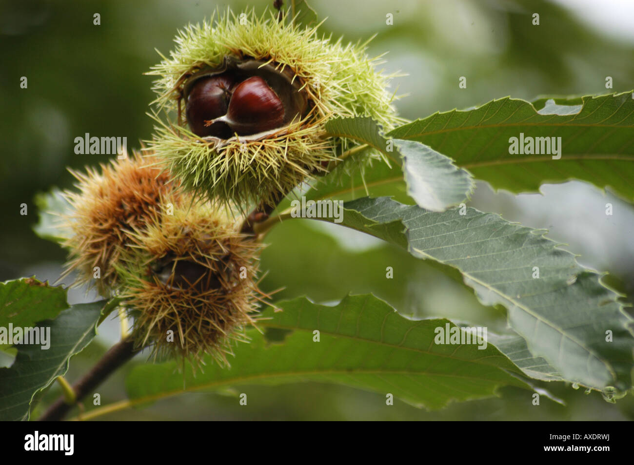 Mature chestnuts autumn leaves hi-res stock photography and images - Alamy