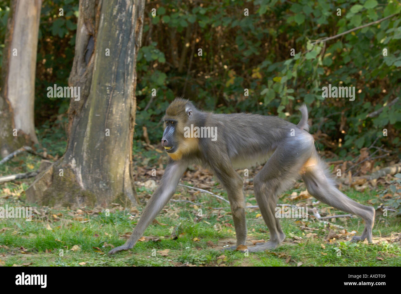 Papio sphinx hi-res stock photography and images - Alamy