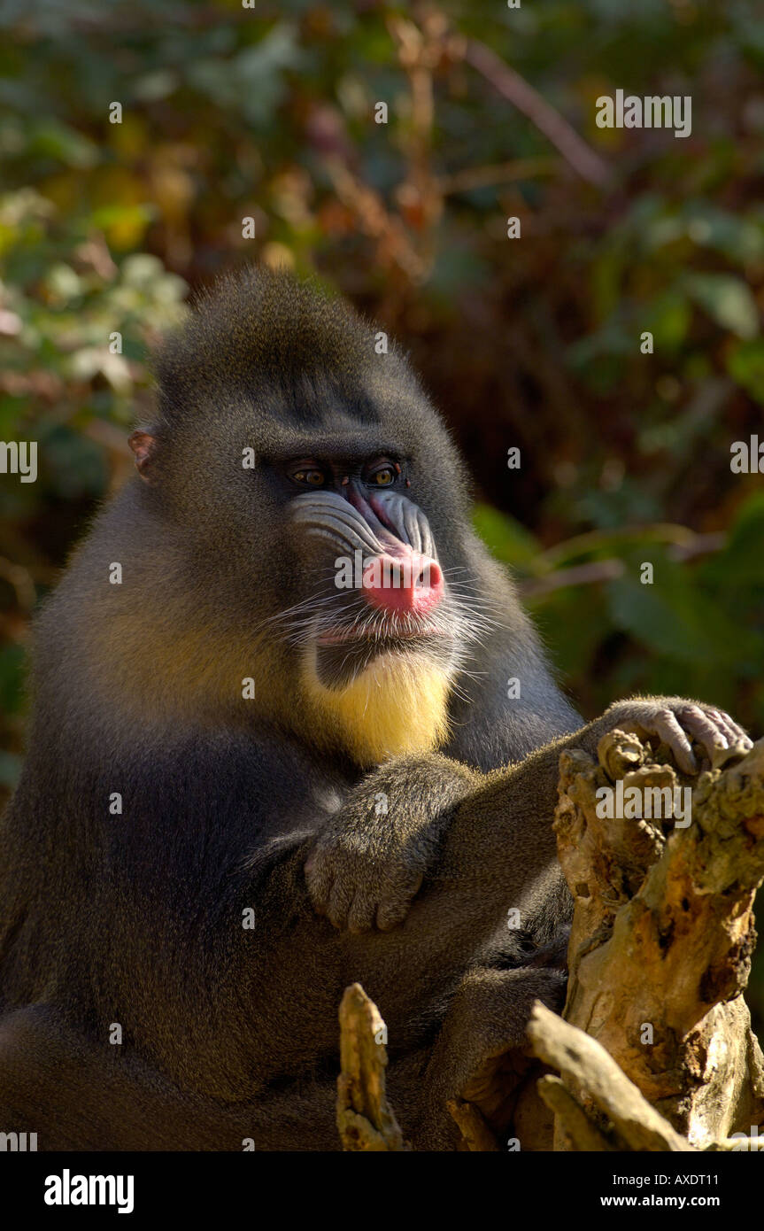 Mandrill Papio sphinx, Male Stock Photo - Alamy