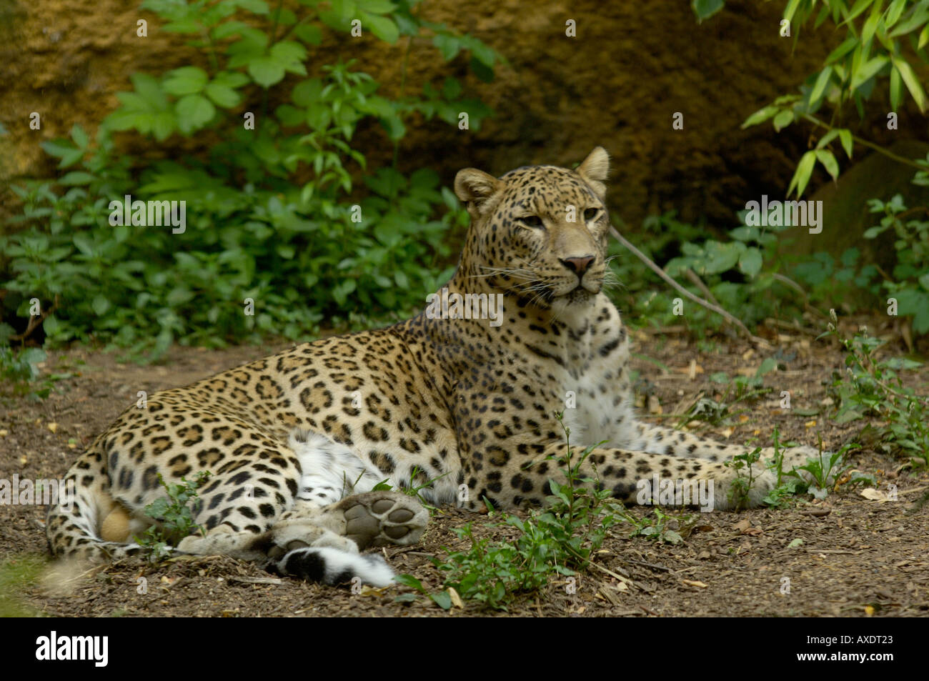 Persian Leopard Panthera pardus Stock Photo - Alamy