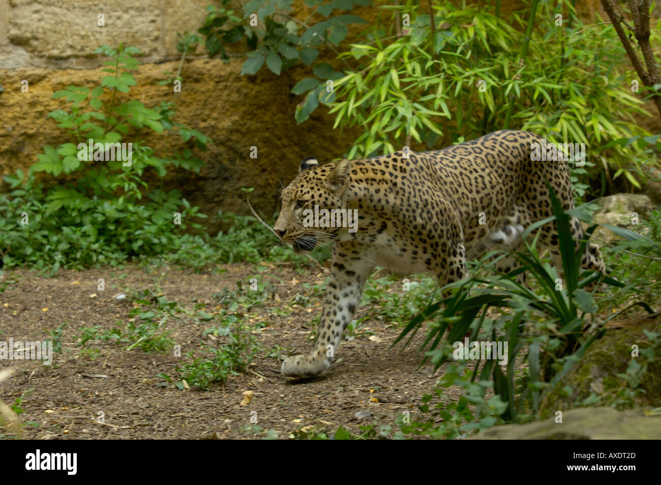 Persian Leopard Panthera pardus Stock Photo - Alamy