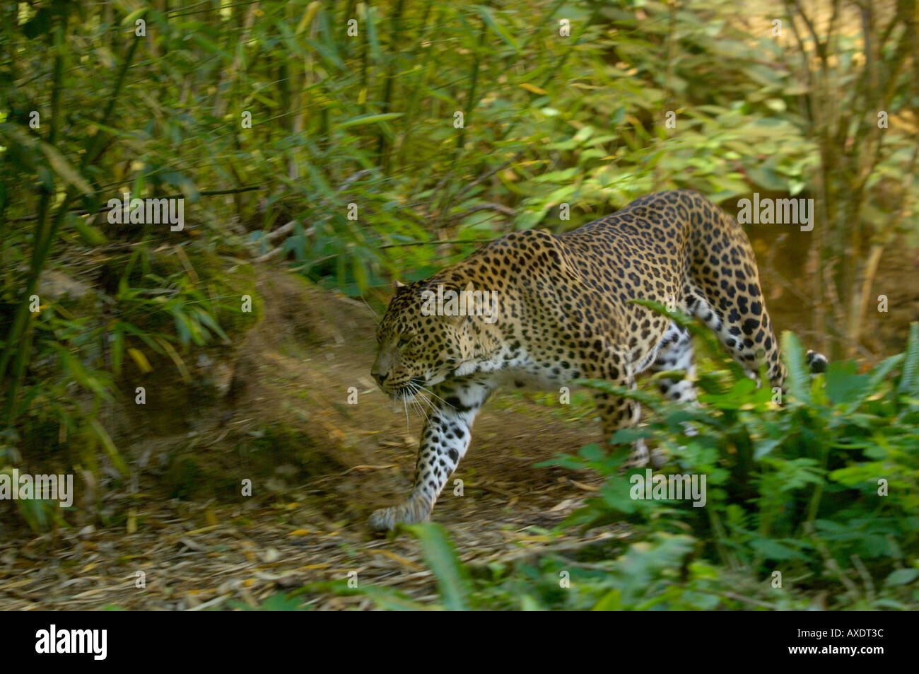 Persian Leopard Panthera pardus Stock Photo - Alamy