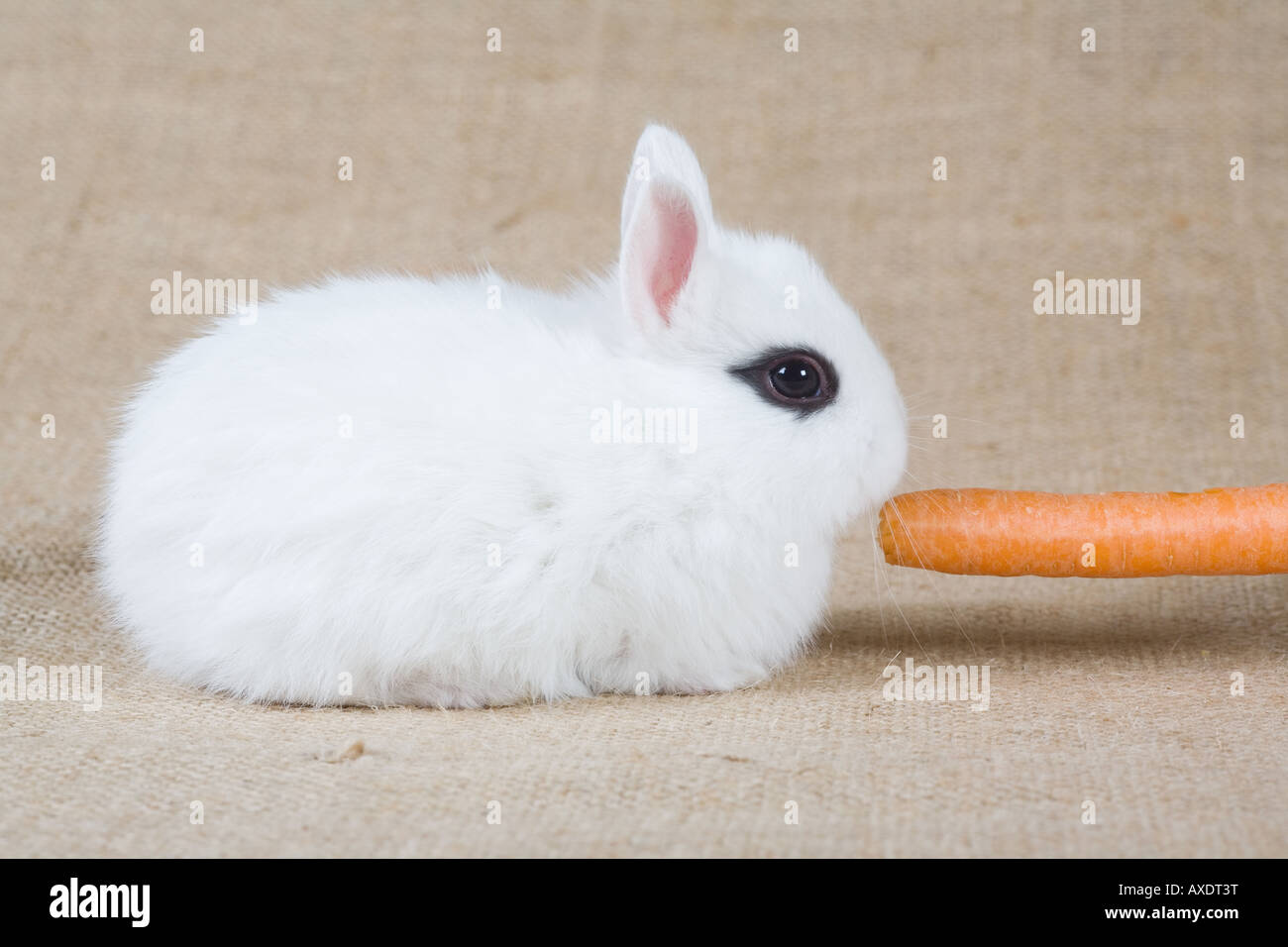 white bunny with carrot isolated on white Stock Photo - Alamy